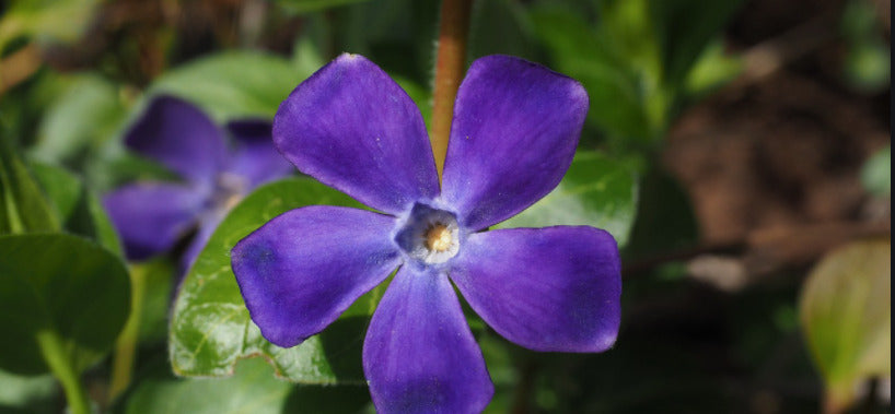 How to Supplement with Vinpocetine - Benefits, Side Effects, and Dosag– CogniTune